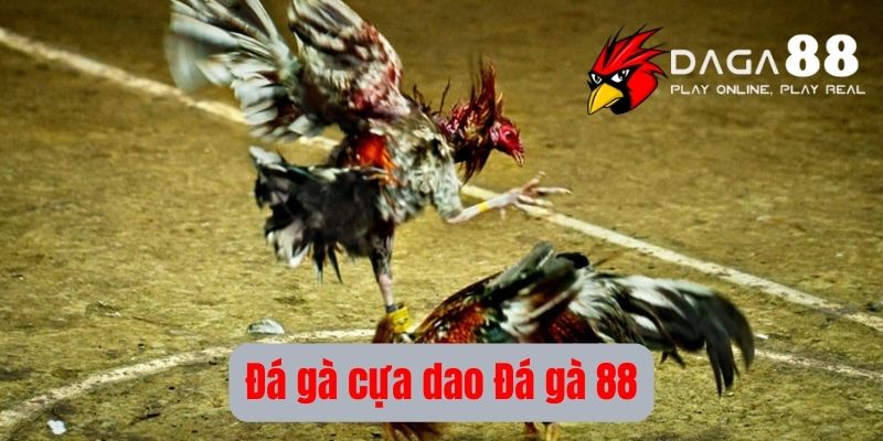 Đá Gà Cựa Dao Và Luật Chơi Mới Được Cập Nhật 2024